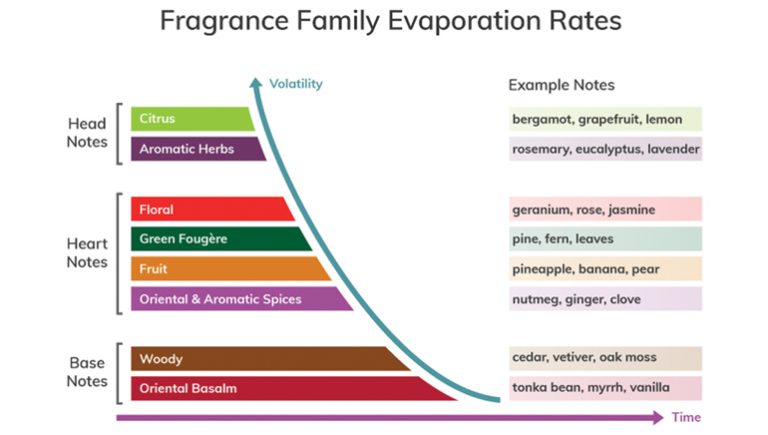 What is a Fragrance Pyramid? - Hofmann Marketing
